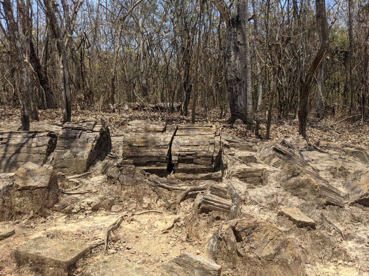 Guía Completa Para Visitar el Bosque Petrificado de Puyango - Viajar En ...