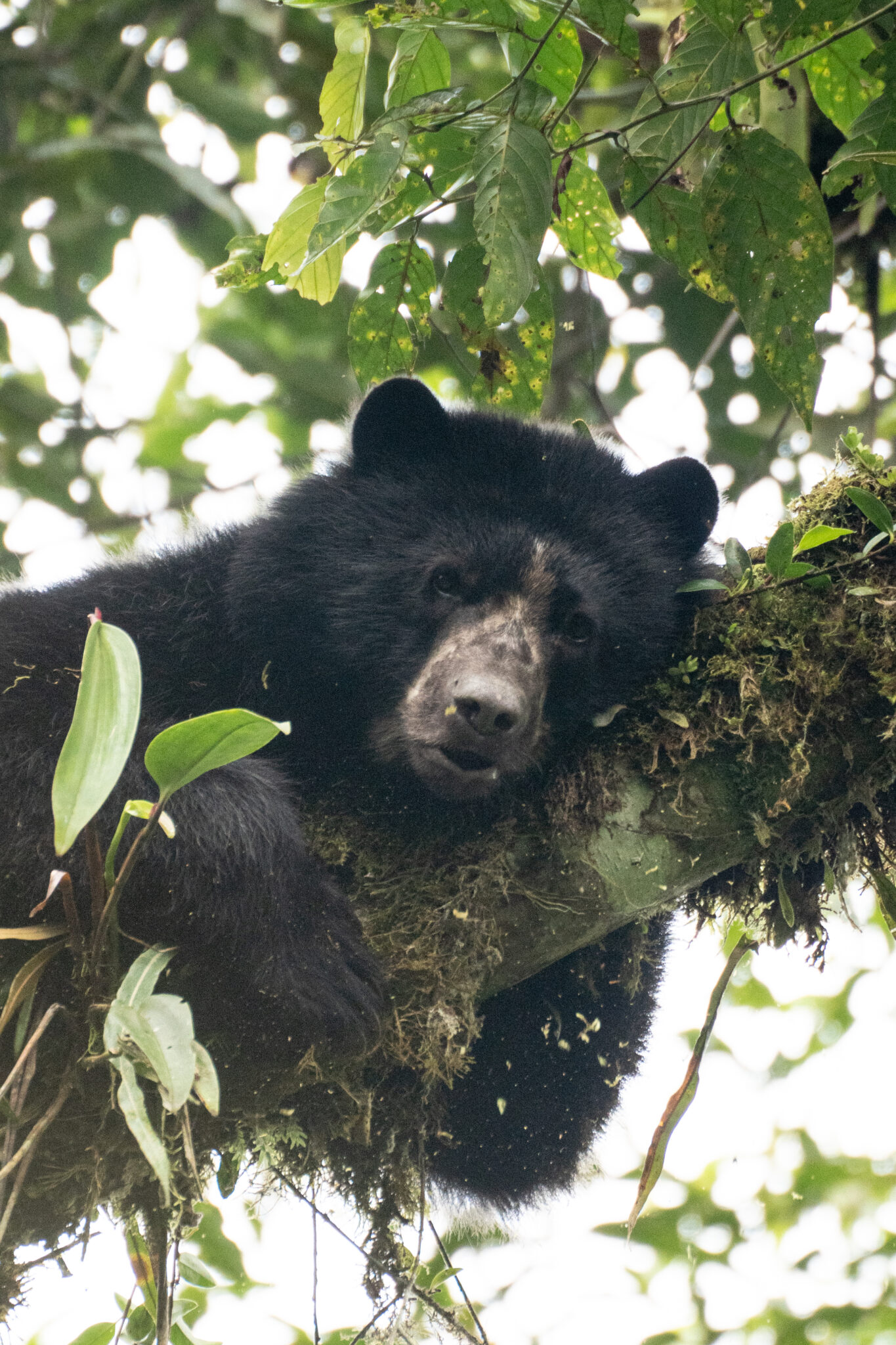 Avistamiento de Osos Andinos en la Reserva de Maquipucuna - Viajar En ...