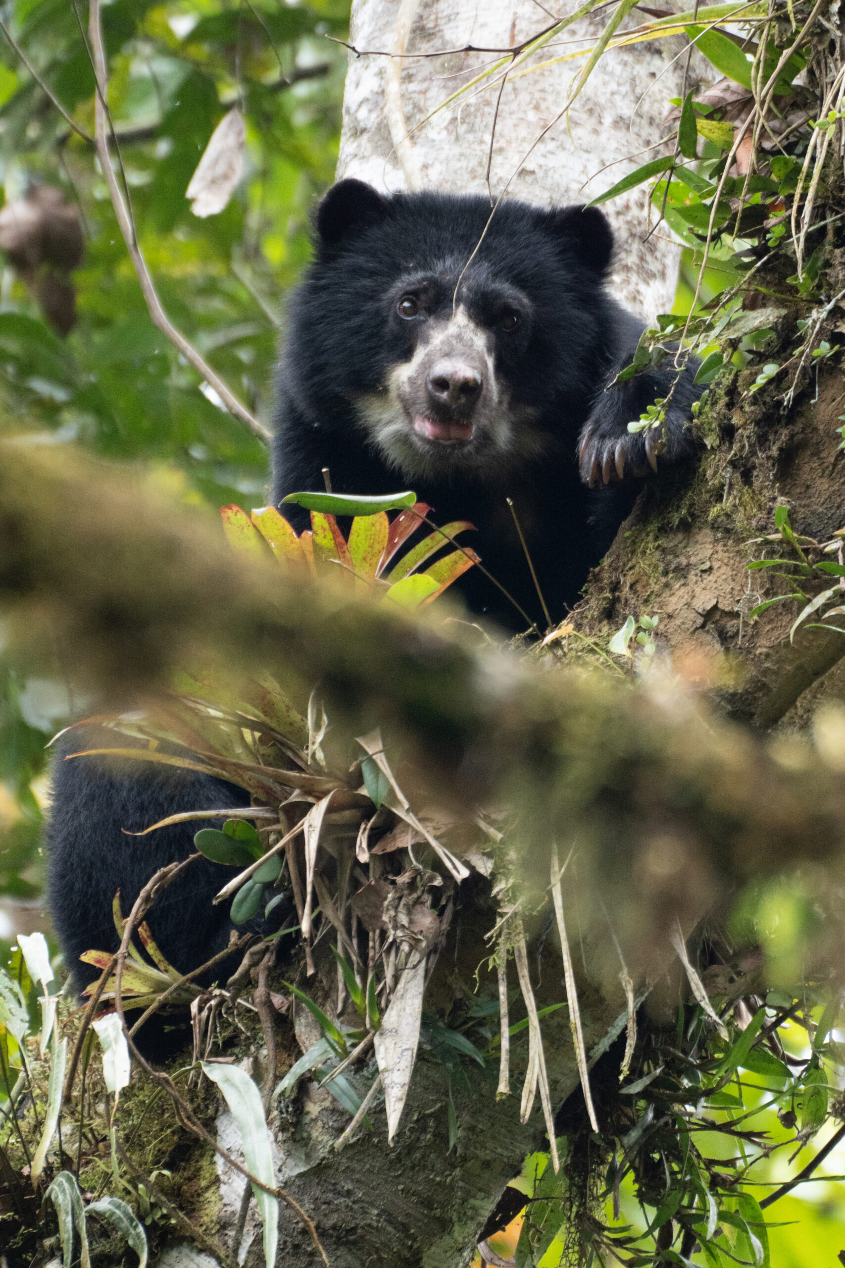 Avistamiento de Osos Andinos en la Reserva de Maquipucuna - Viajar En ...