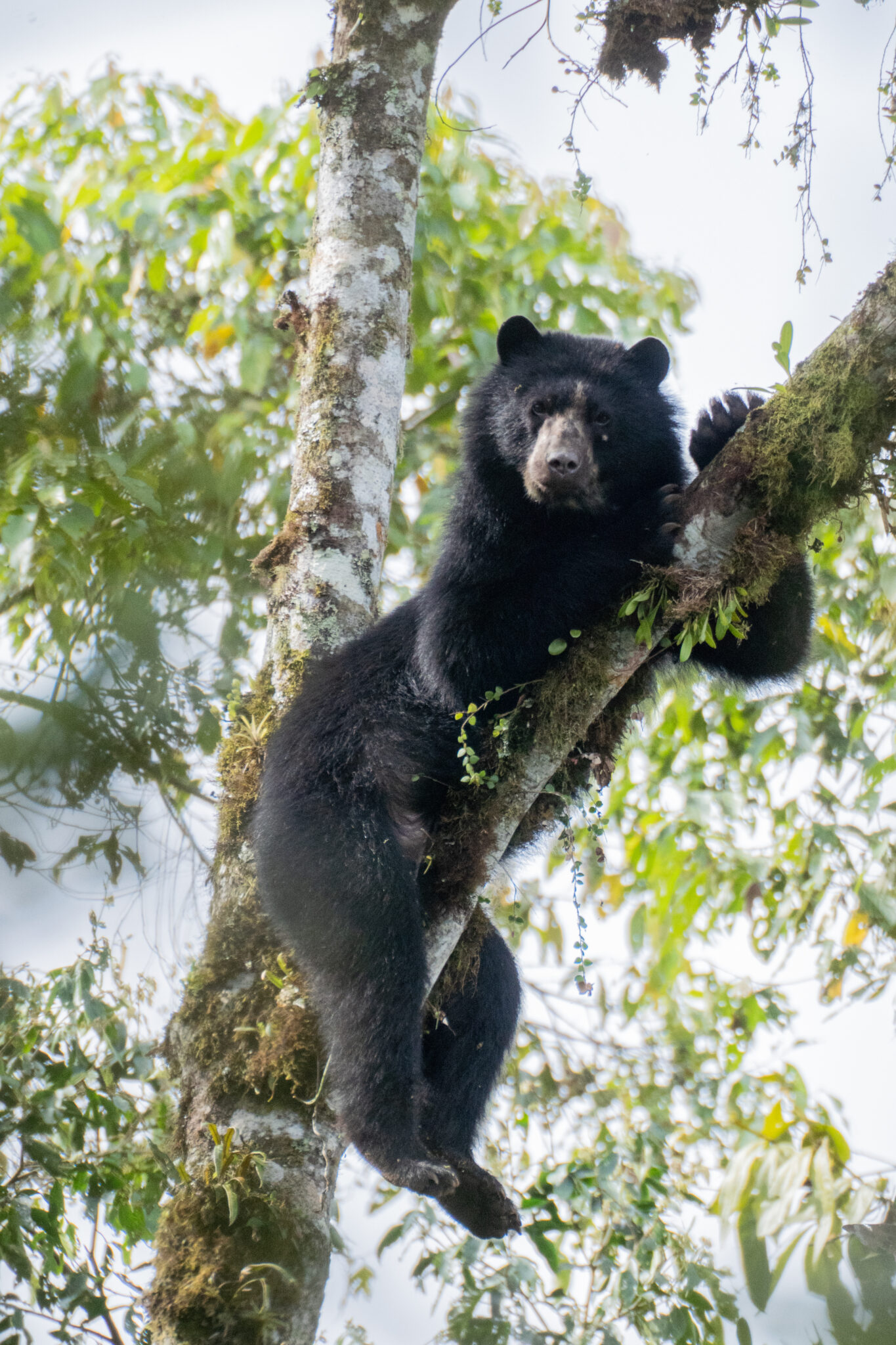 Avistamiento de Osos Andinos en la Reserva de Maquipucuna - Viajar En ...