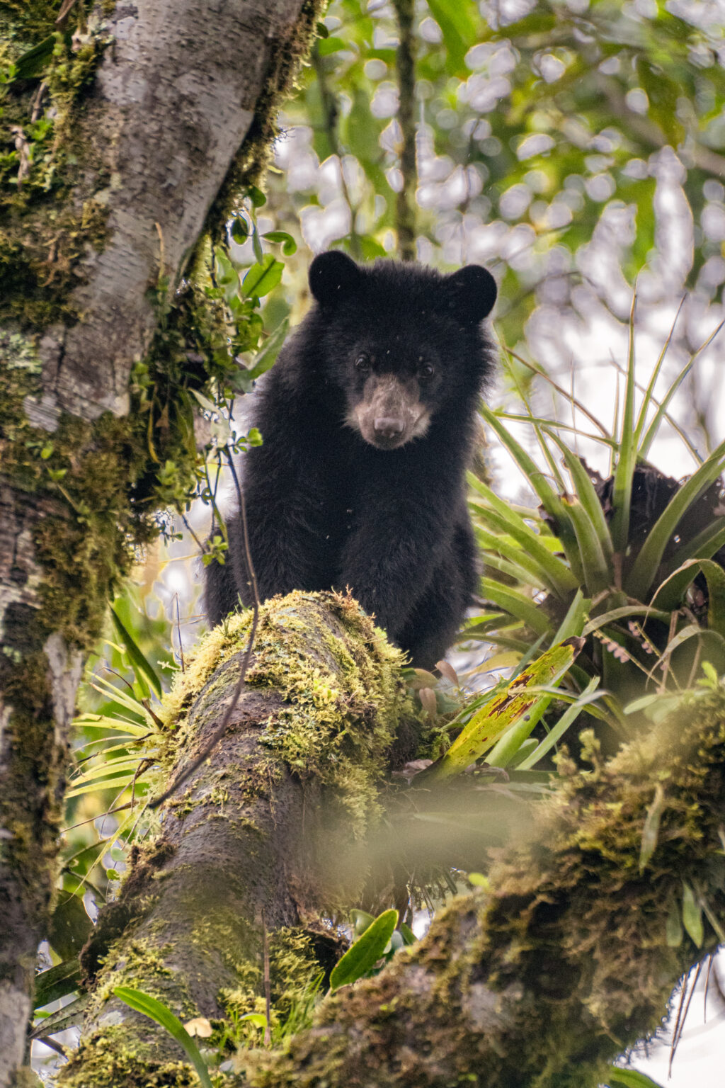 Avistamiento de Osos Andinos en la Reserva de Maquipucuna - Viajar En ...